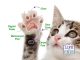 Cat Paw Anatomy 101: Everything You Need To Know • 2024 Ruffle Snuffle