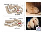 Cat Paw Anatomy 101: Everything You Need To Know • 2024 Ruffle Snuffle