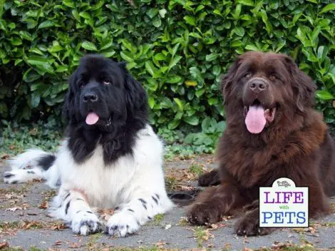 Dog Paw Anatomy 101: Everything You Need To Know • 2026 Ruffle Snuffle