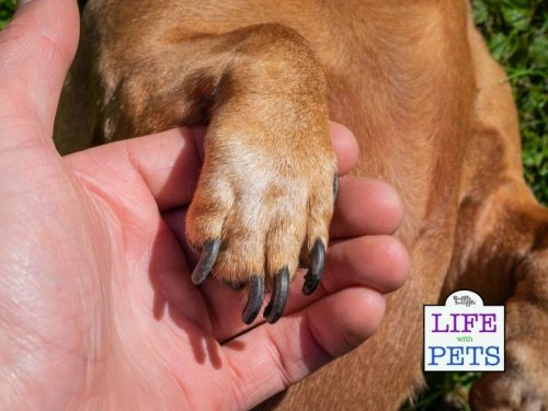 Dog Paw Anatomy 101: Everything You Need To Know • 2026 Ruffle Snuffle