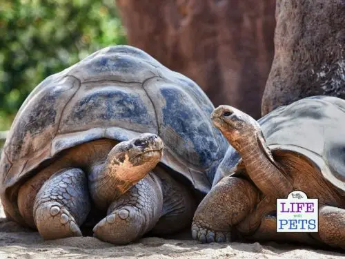 Why Tortoises And Turtles Bob Their Head: The Science Behind The ...