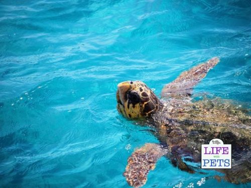 Why Tortoises And Turtles Bob Their Head: The Science Behind The ...