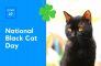 October 27: National Black Cat Day - Celebrating The Beauty And Plight ...