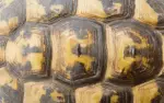 6 Early Signs Of Pyramiding In Tortoises And How To Stop It • 2025 ...