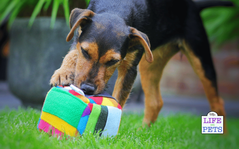 Ruffle Snuffle - Animal Behaviour And Enrichment Experts