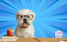 UDS Pups In The Classroom Program: Facility Dogs For Schools • 2026 ...